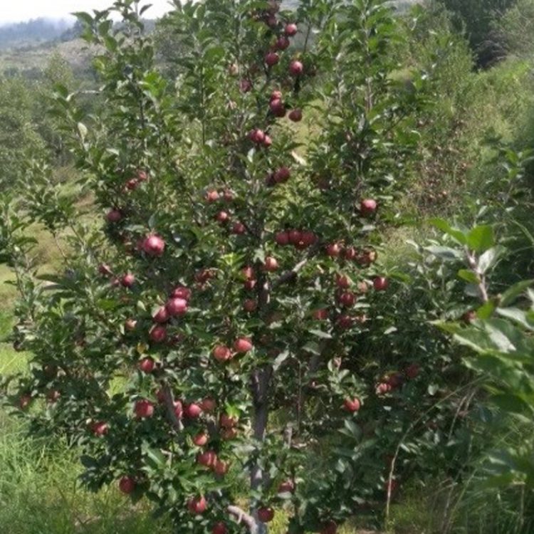 KINNAUR FRESH APPLES - Kinnaur Hills Organics and Ethnics